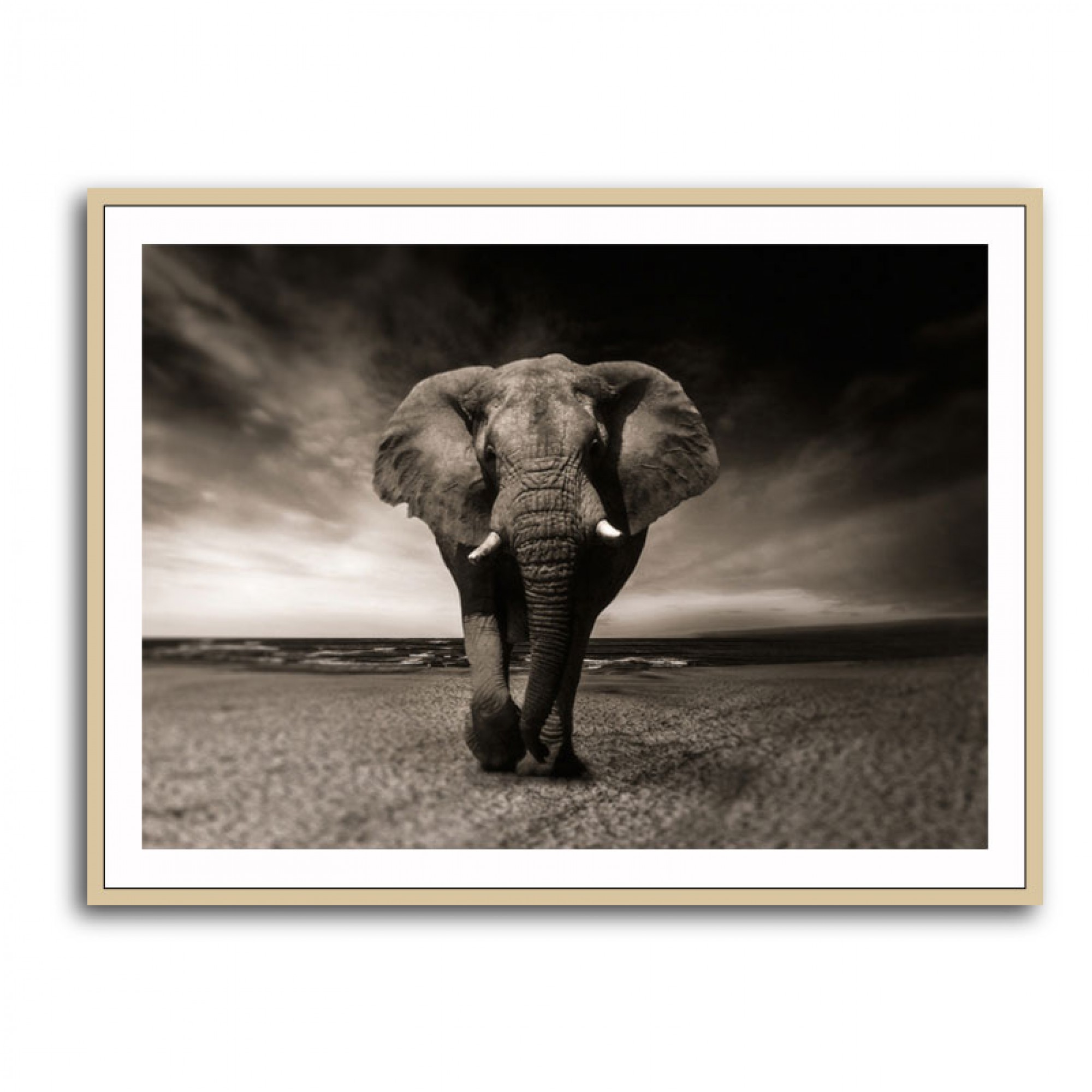 Elephant Wall Art