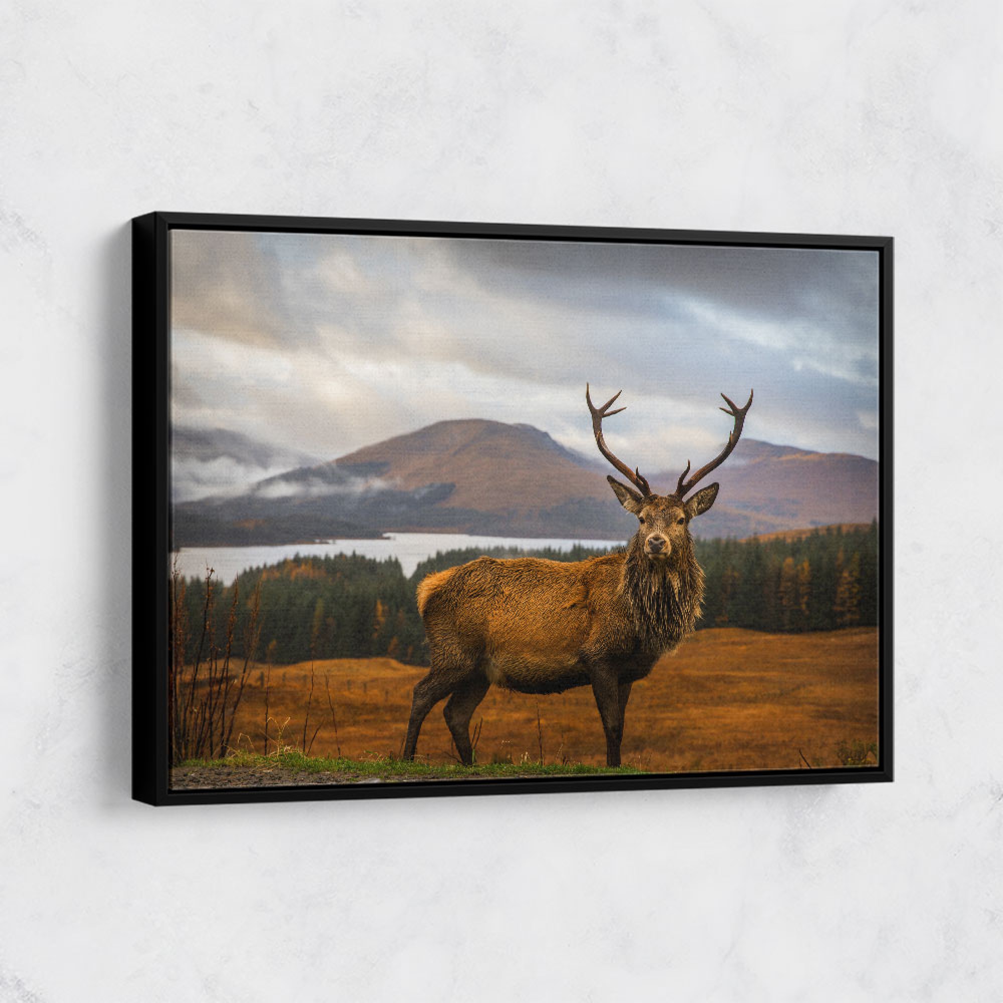 Scottish Stag Wall Art