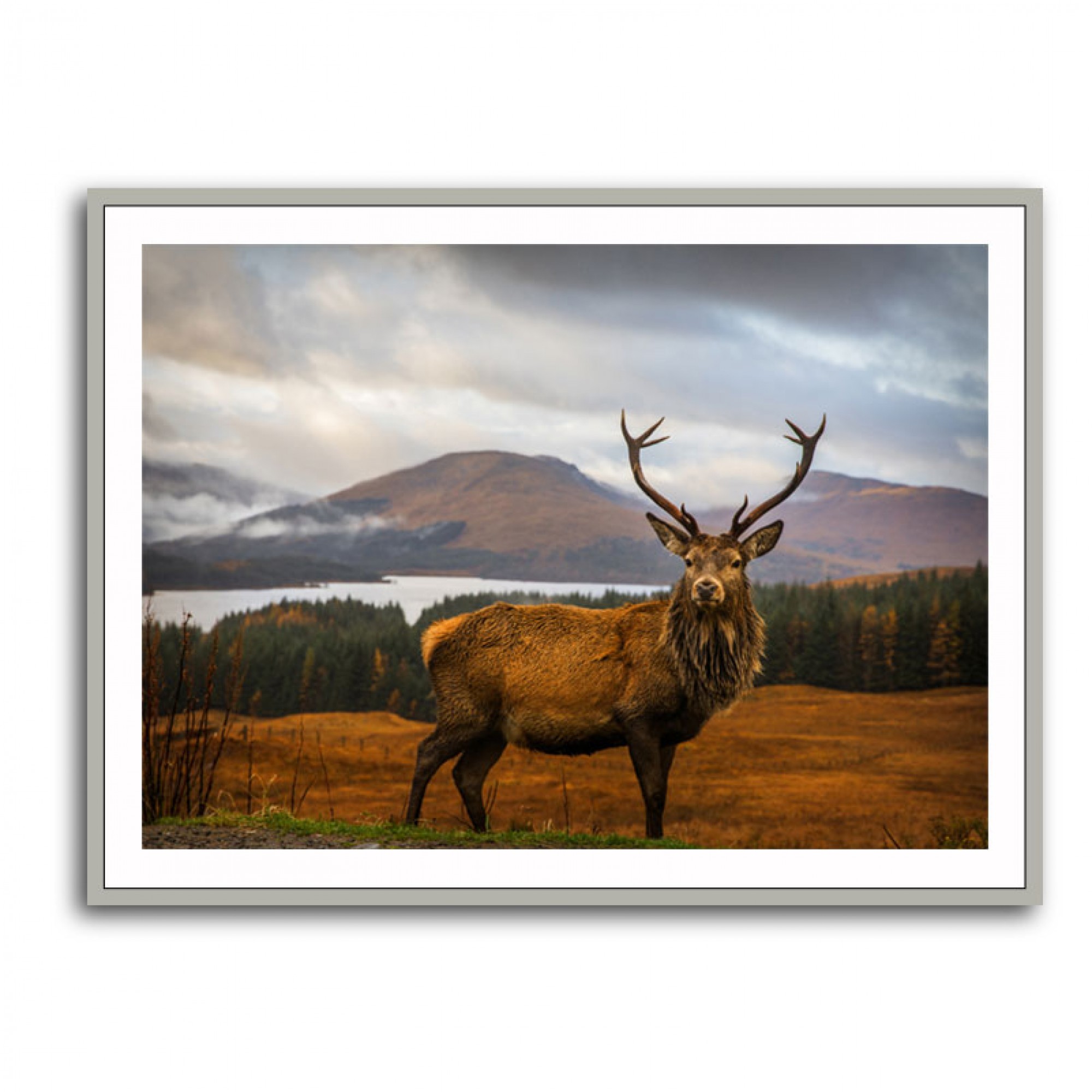 Scottish Stag Wall Art