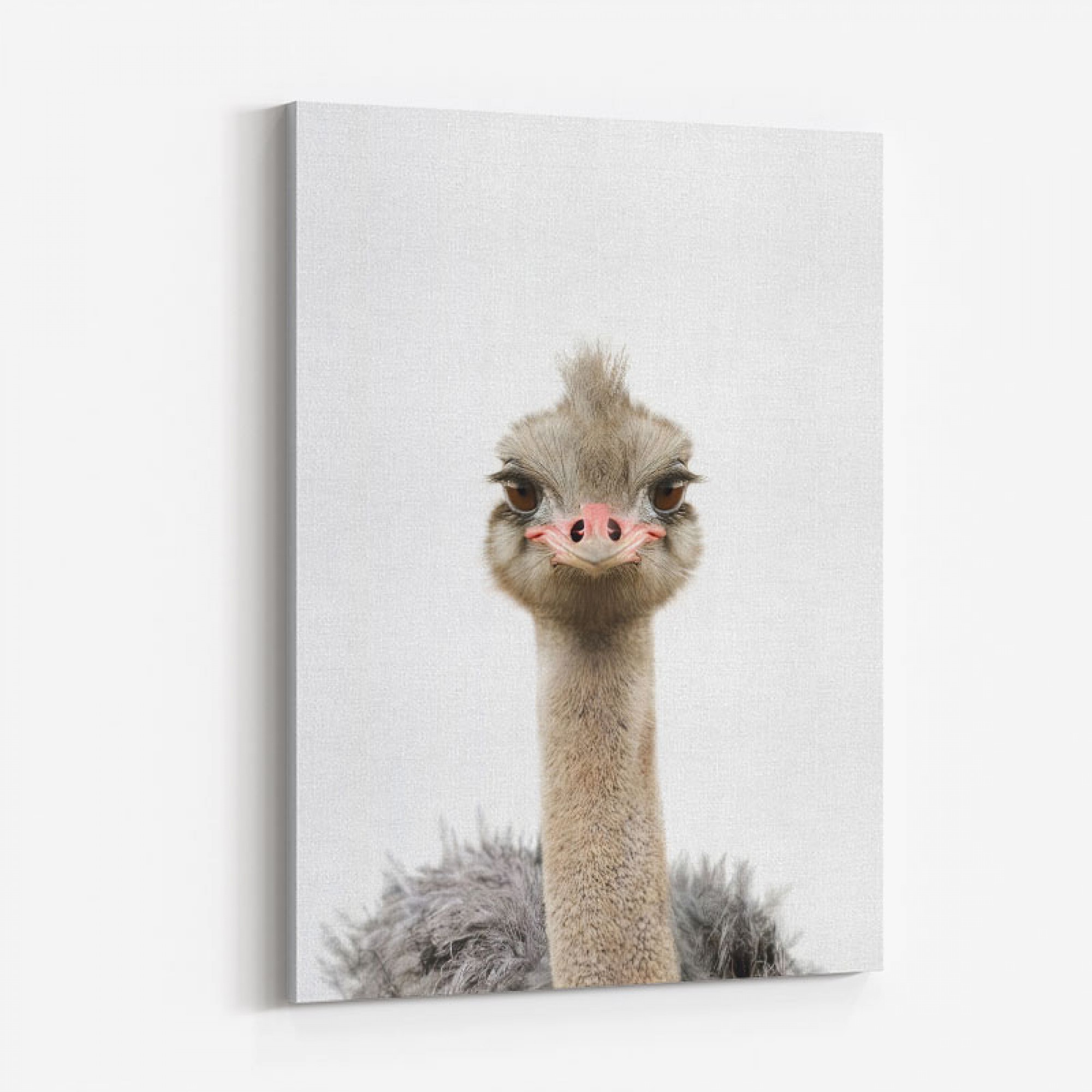 Baby Ostrich Wall Art