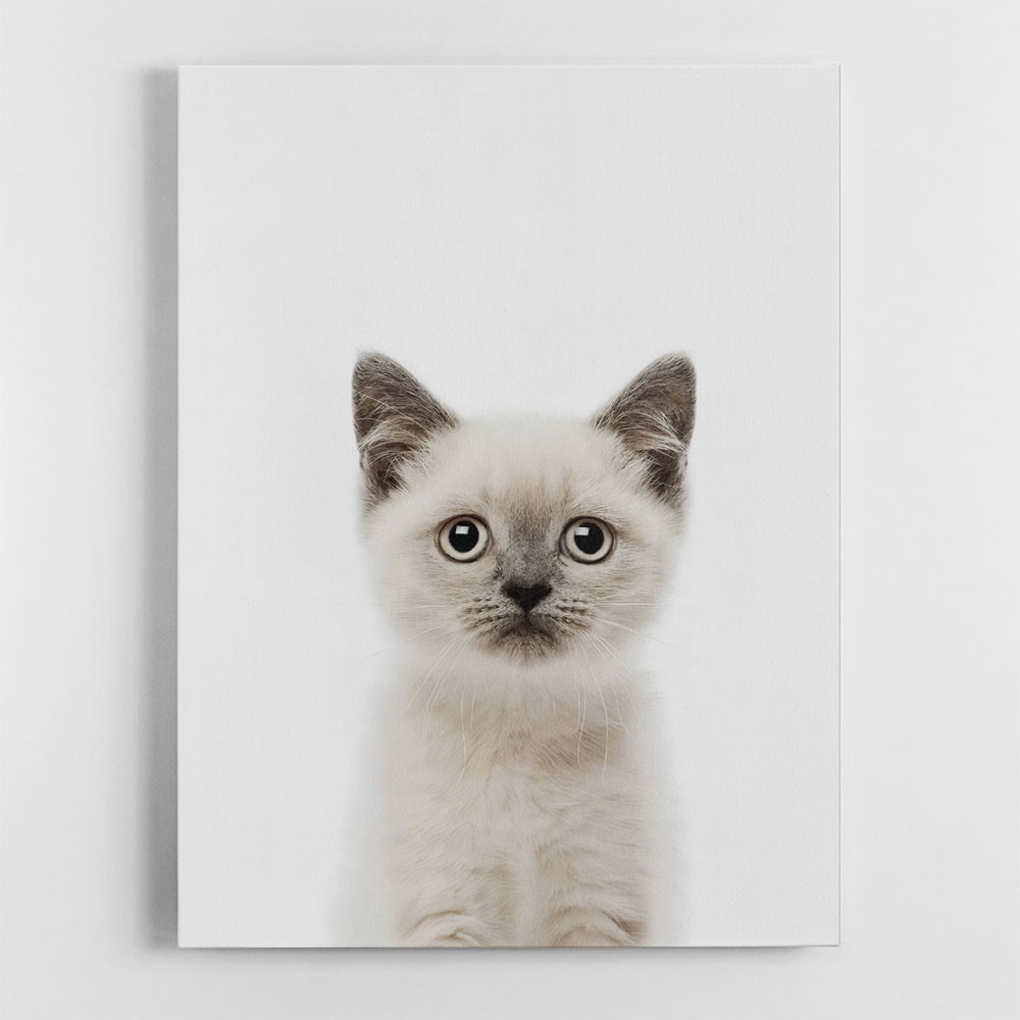 White Kitten Wall Art