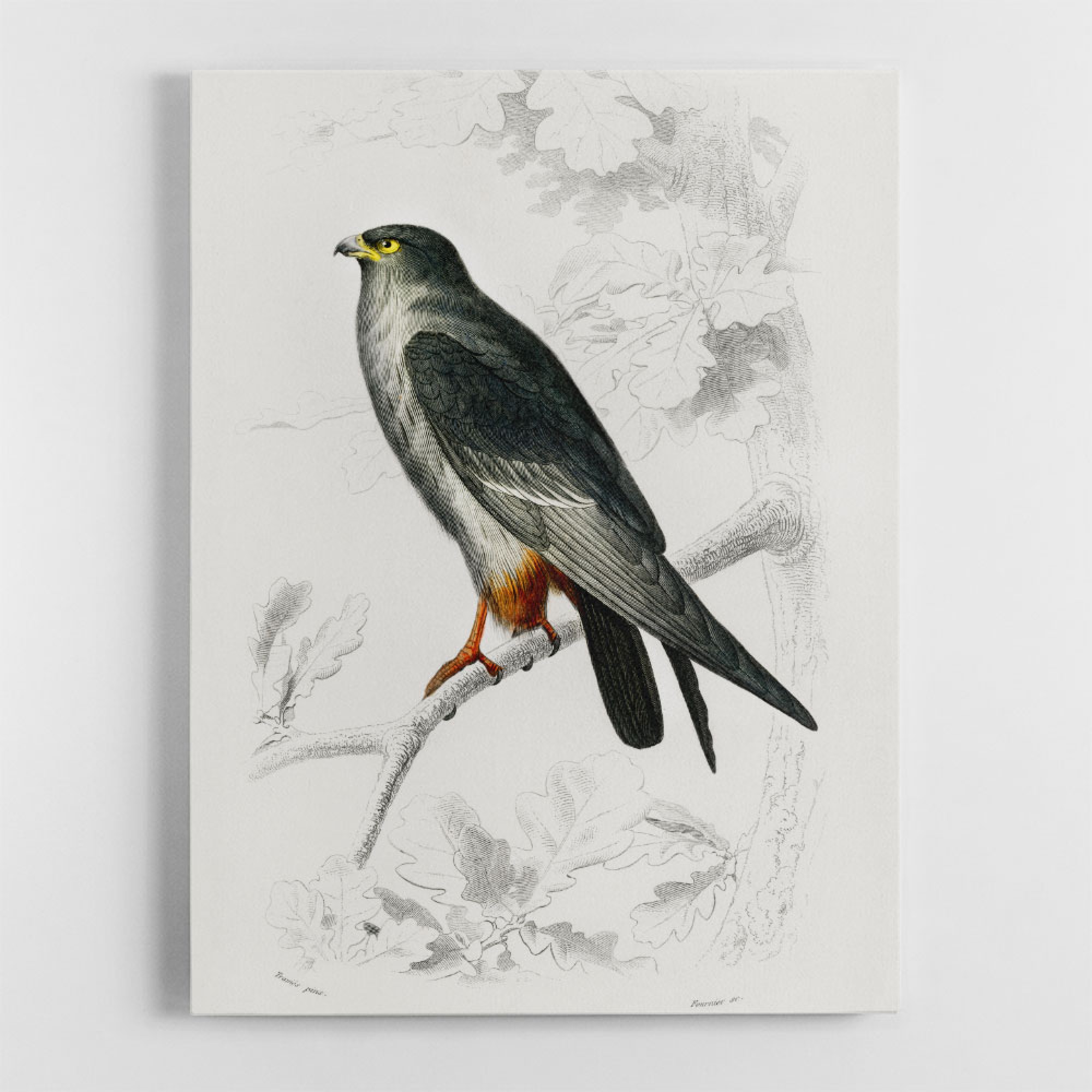 Red Footed Falcon Wall Art Red Footed Falcon Wall Art