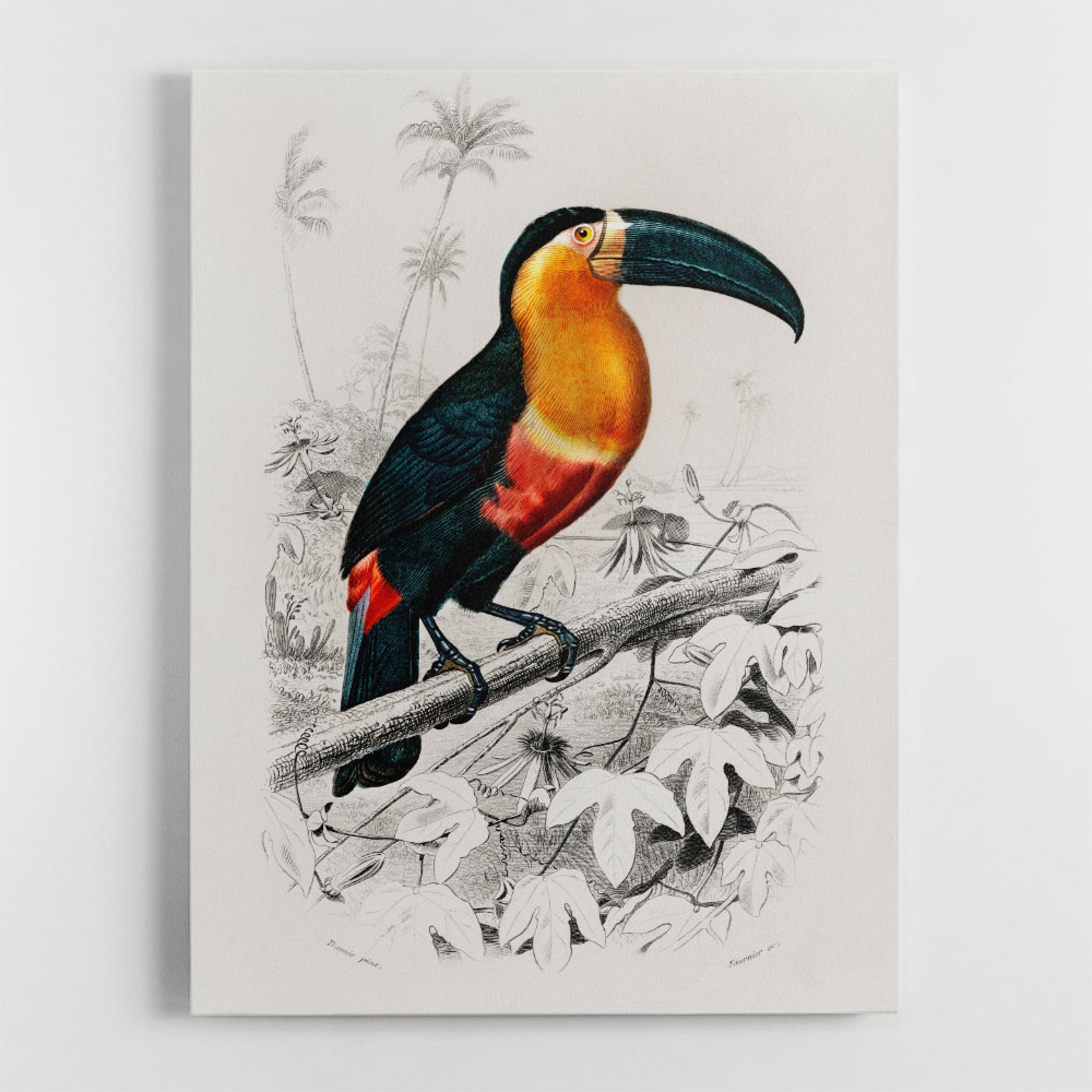 Toucan Wall Art