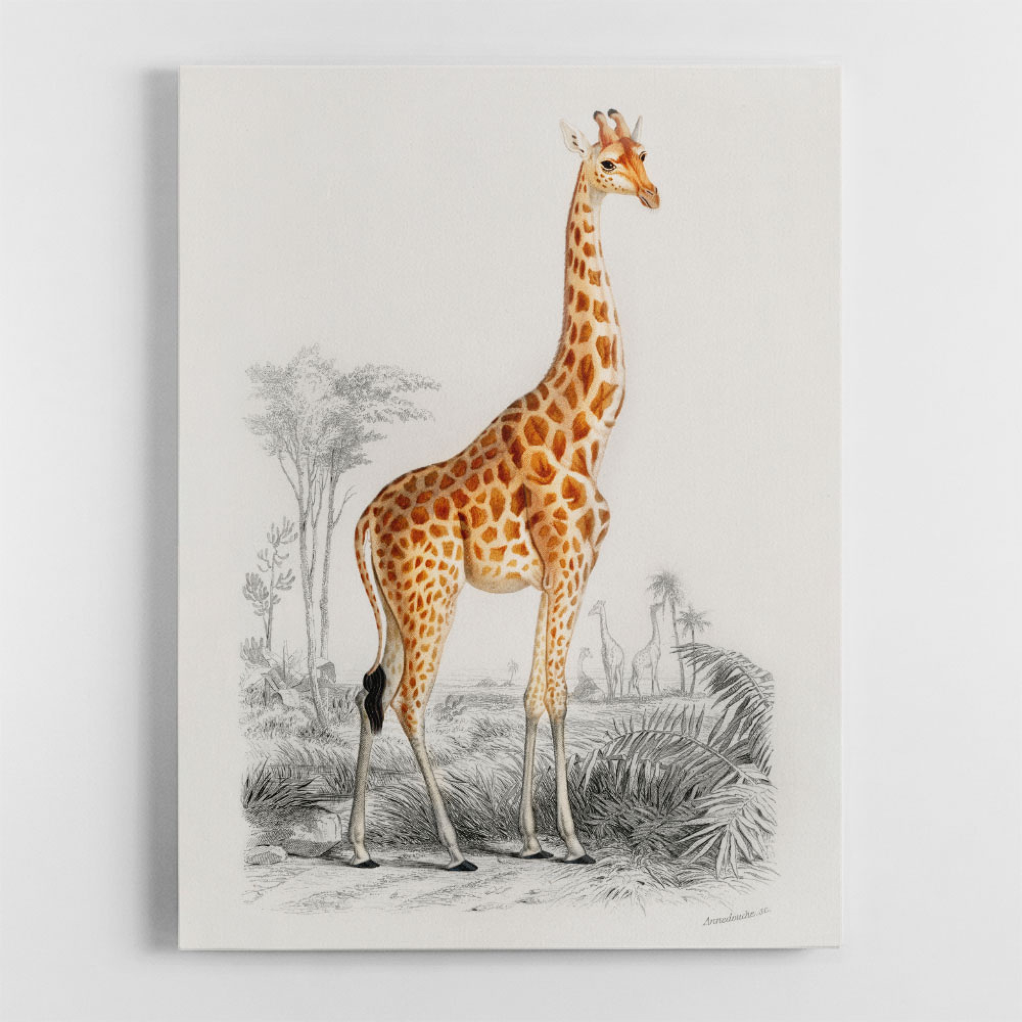 Vintage Giraffe Wall Art