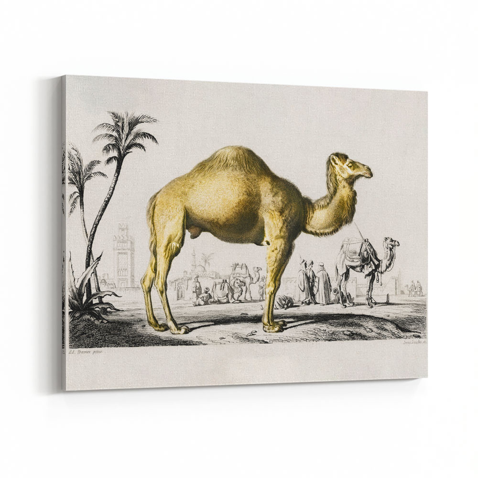 Vintage Camel Wall Art