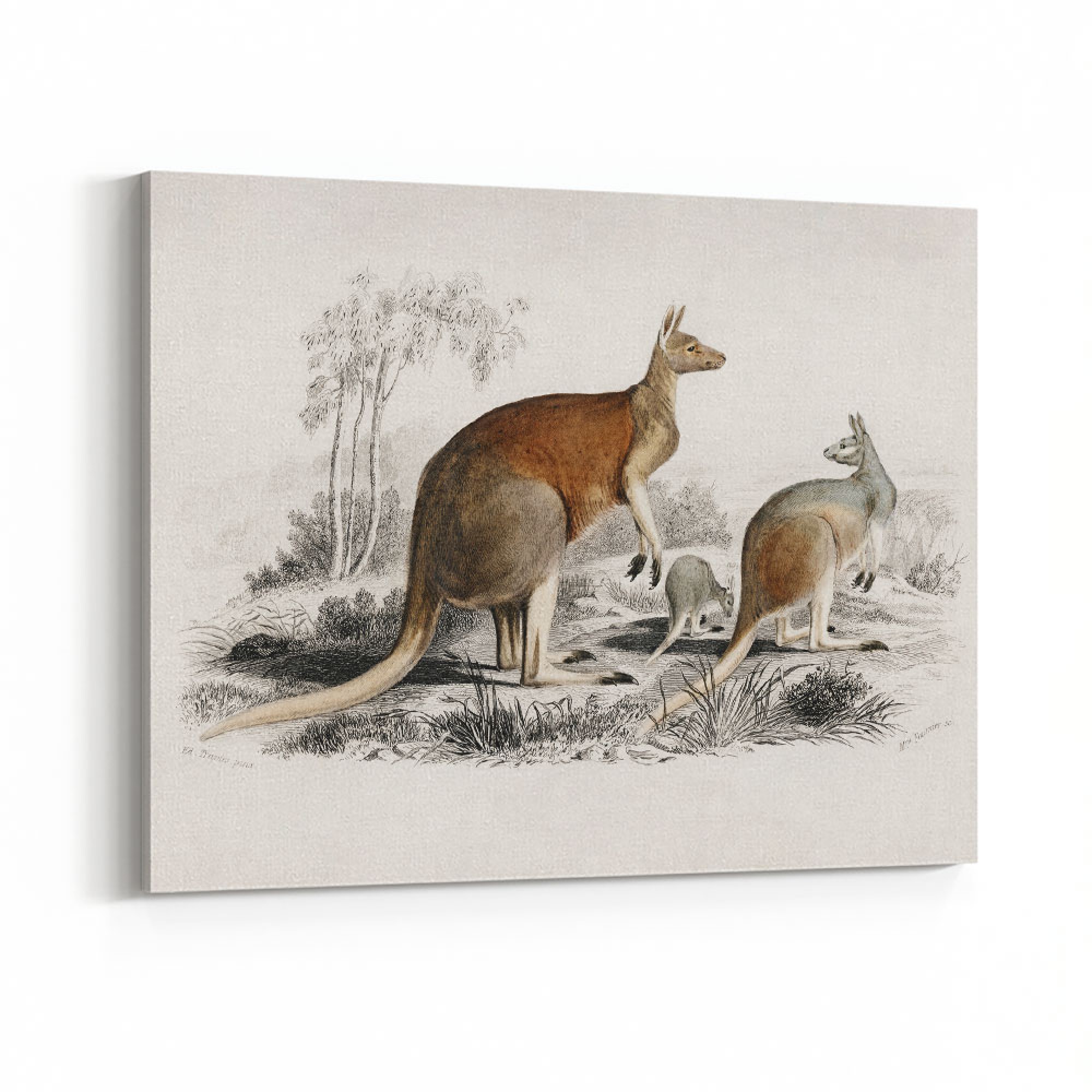 Vintage Red Kangaroo Wall Art