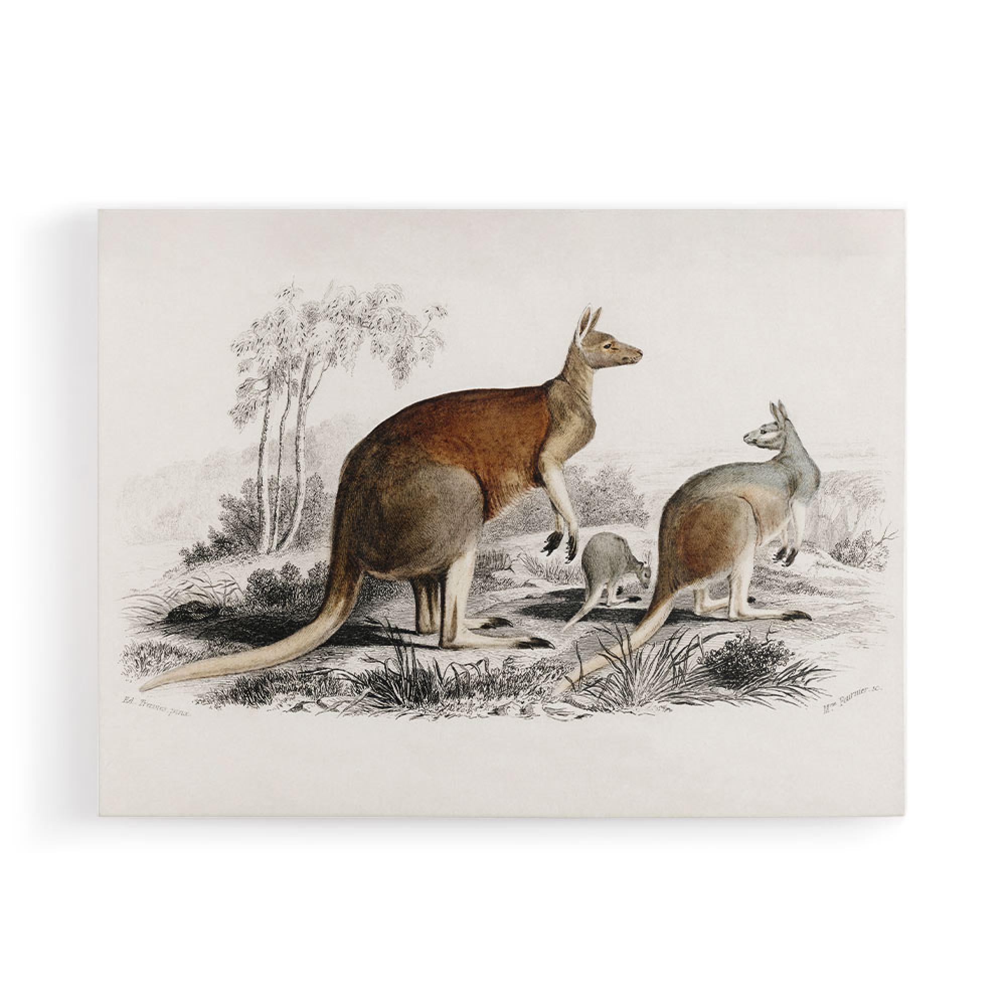 Vintage Red Kangaroo Wall Art