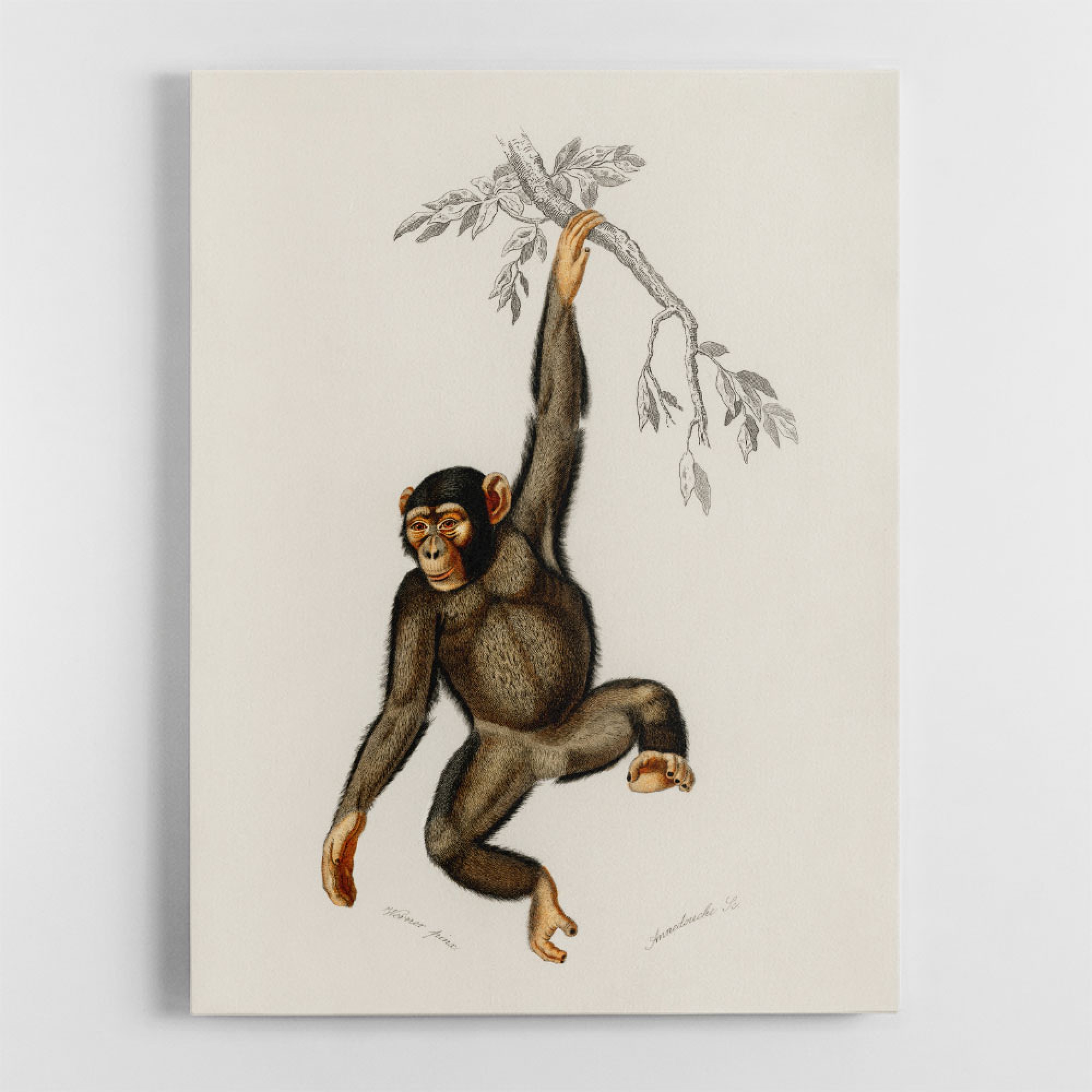Vintage Chimpanzee Wall Art