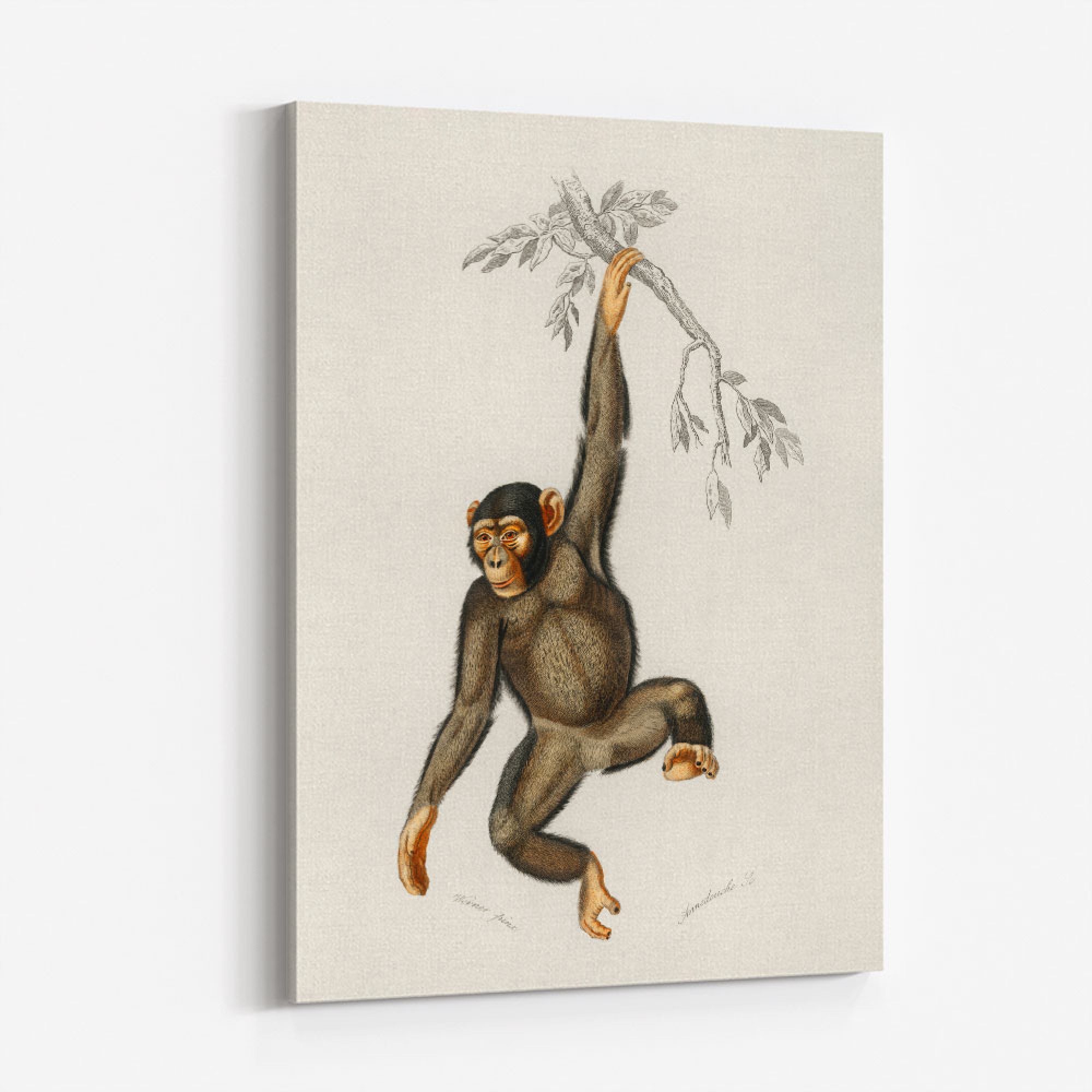 Vintage Chimpanzee Wall Art