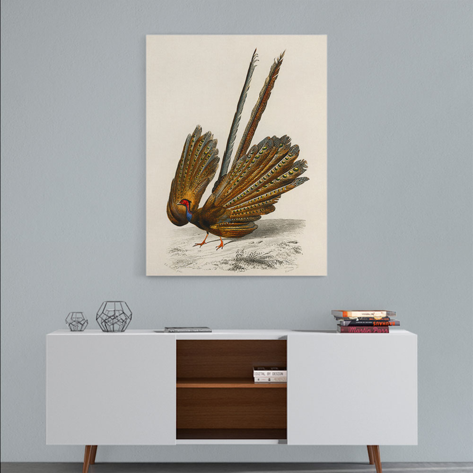 Vintage Great Argus Wall Art