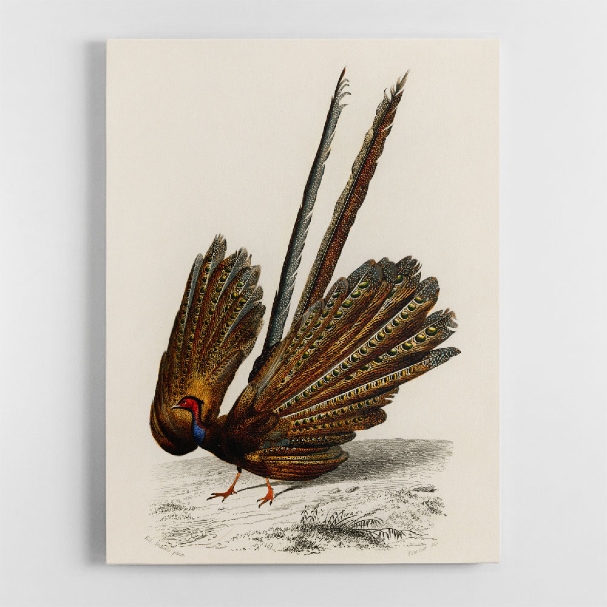 Vintage Great Argus Wall Art