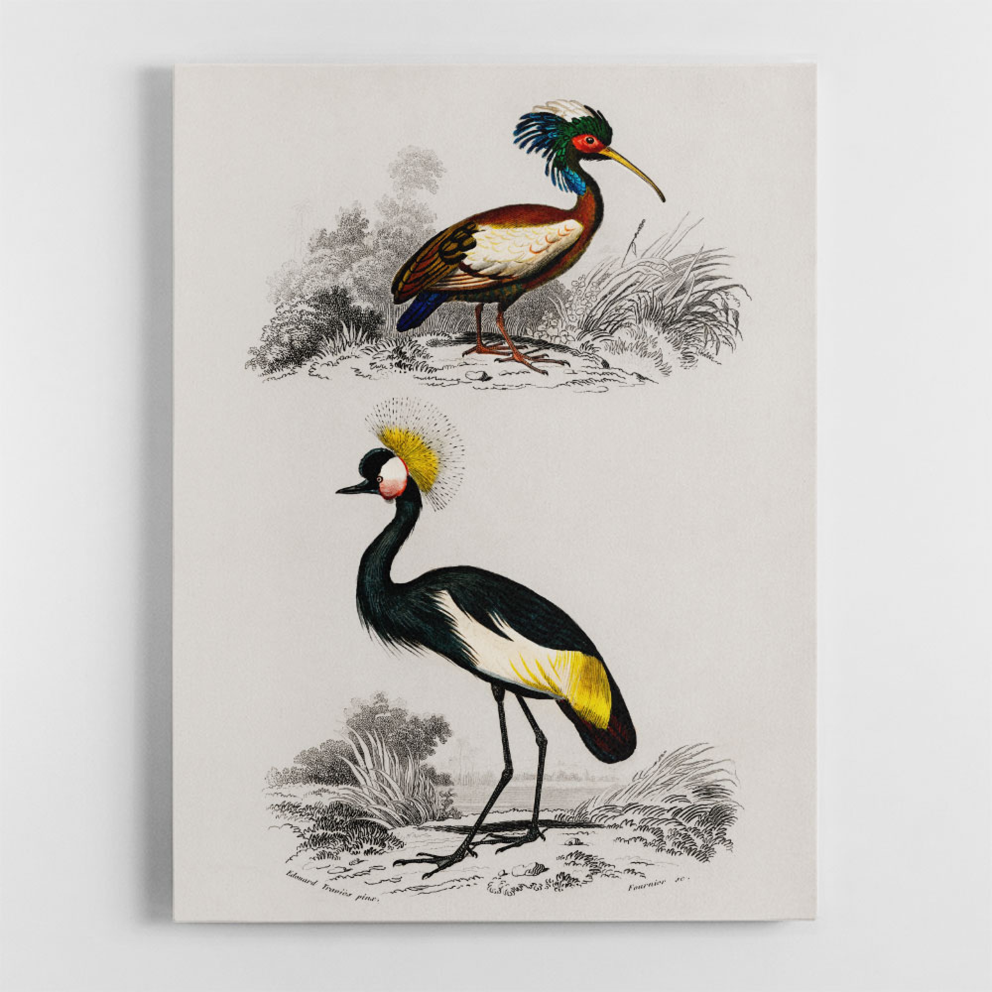 Vintage Grue and Ibis Wall Art