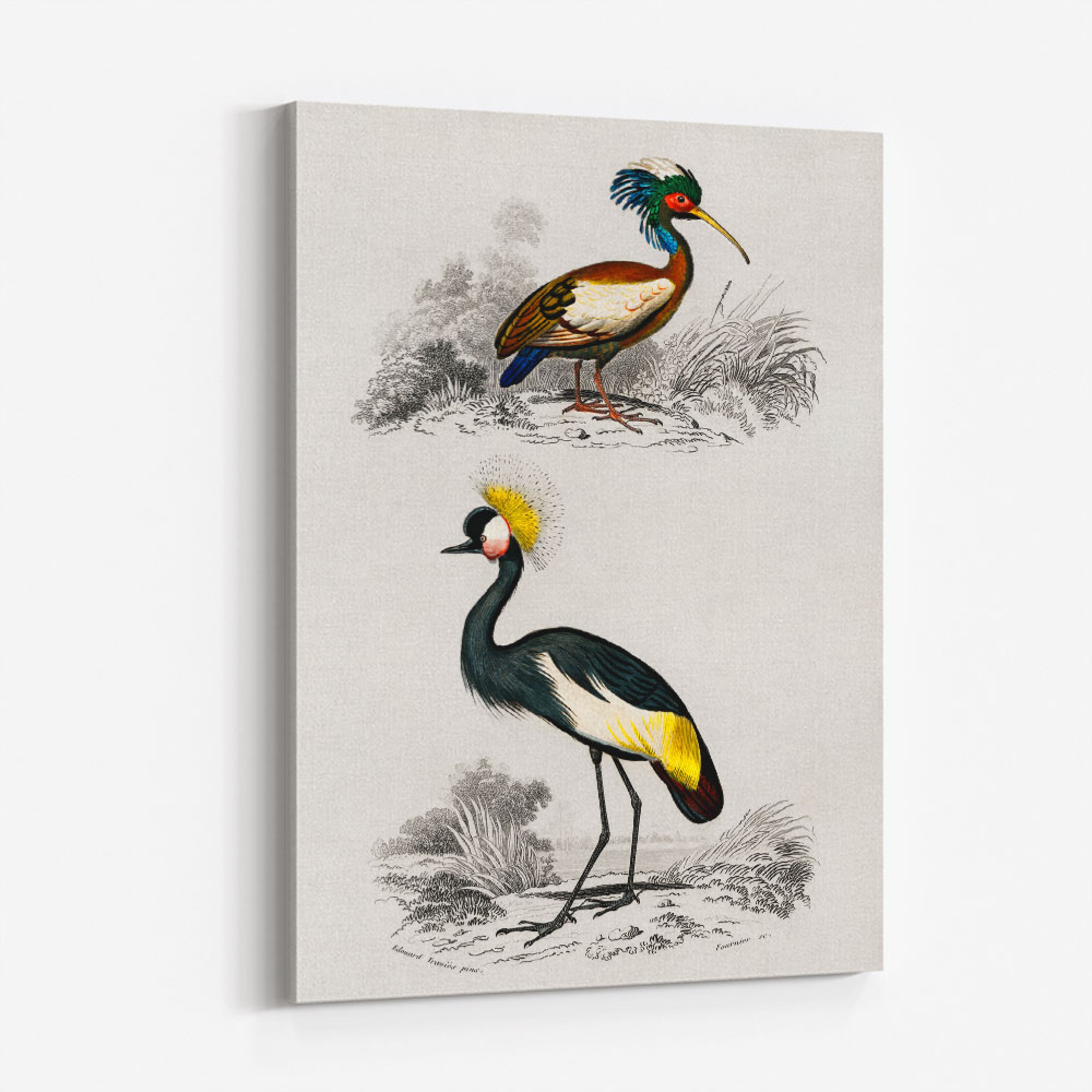 Vintage Grue and Ibis Wall Art