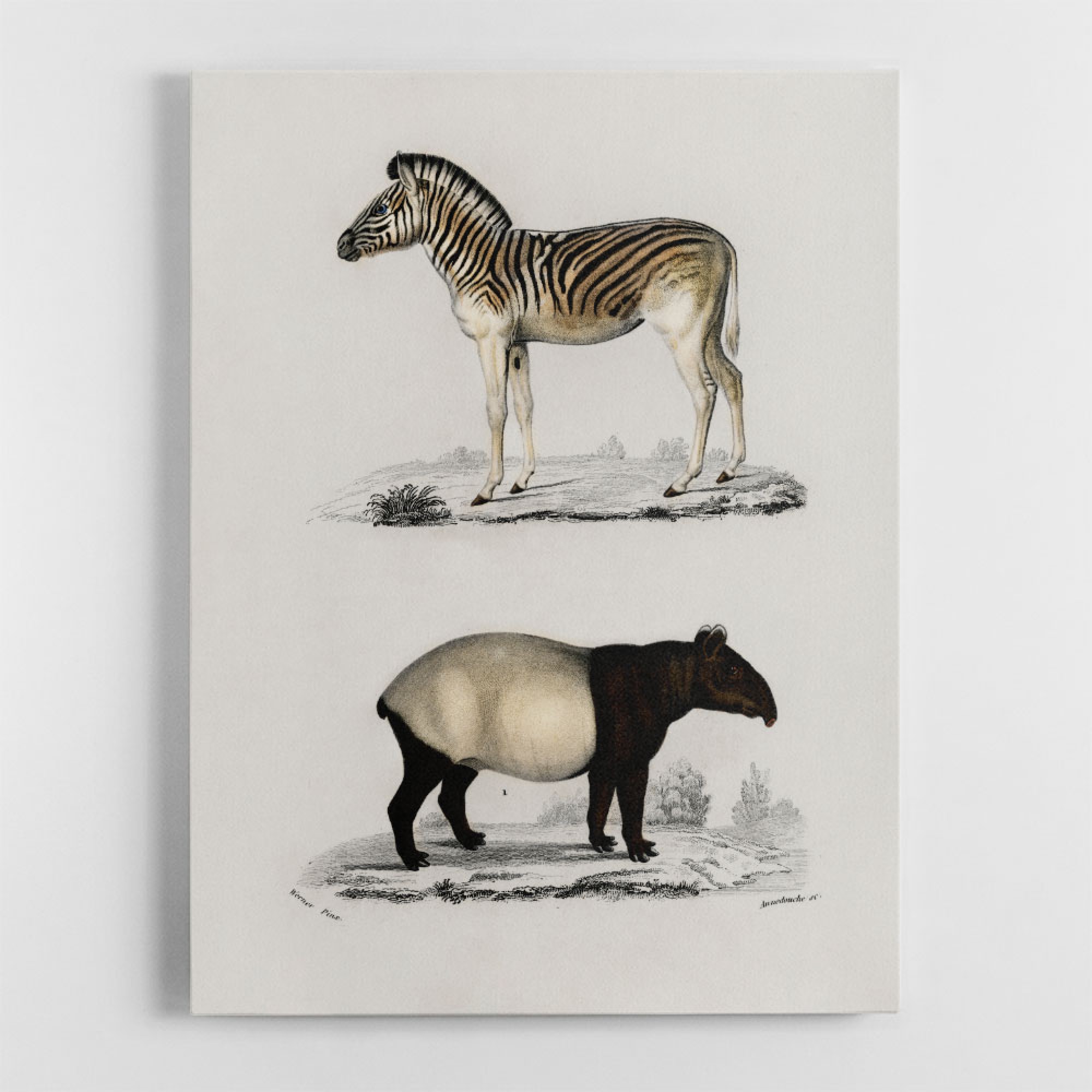 Vintage Malayan Tapir and Mountain Zebra Wall Art