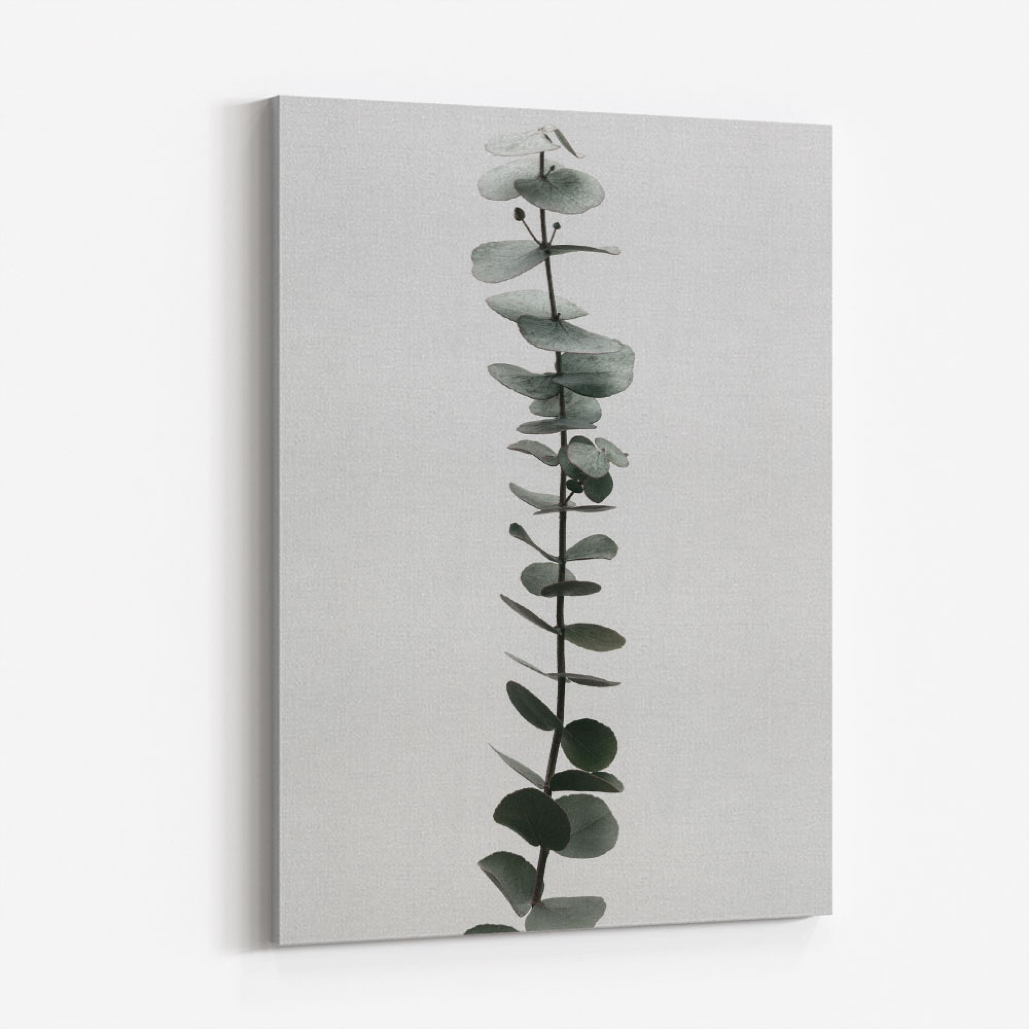Eucalyptus Natural 02 Wall Art