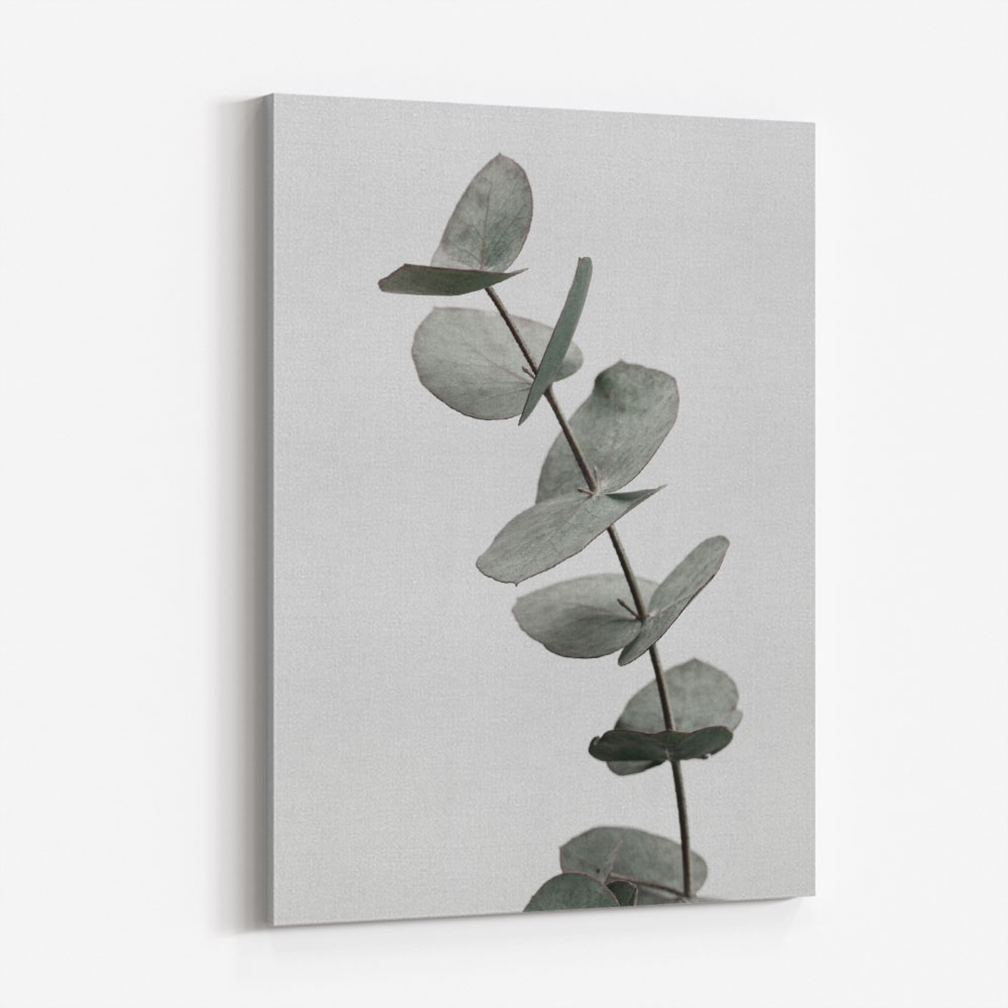 Eucalyptus Natural 06 Wall Art
