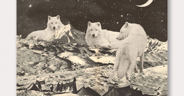 Giant White Wolves Wall Art