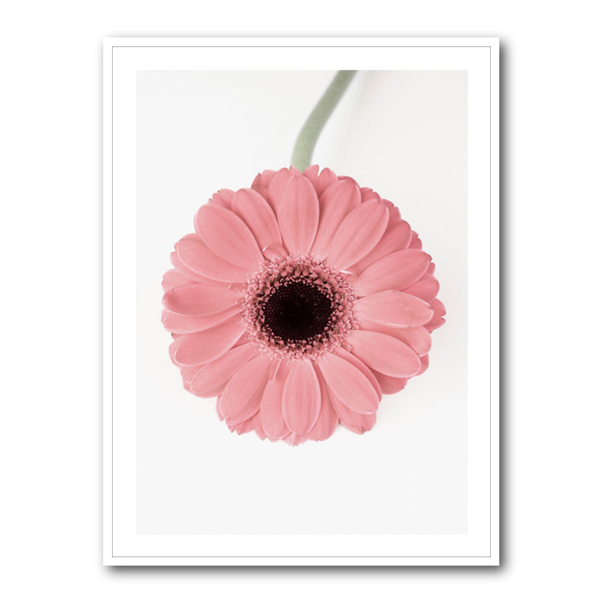 Pink Gerbera II Wall Art