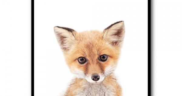 Baby Fox Wall Art