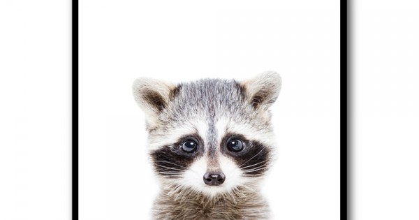 Baby Racoon Wall Art