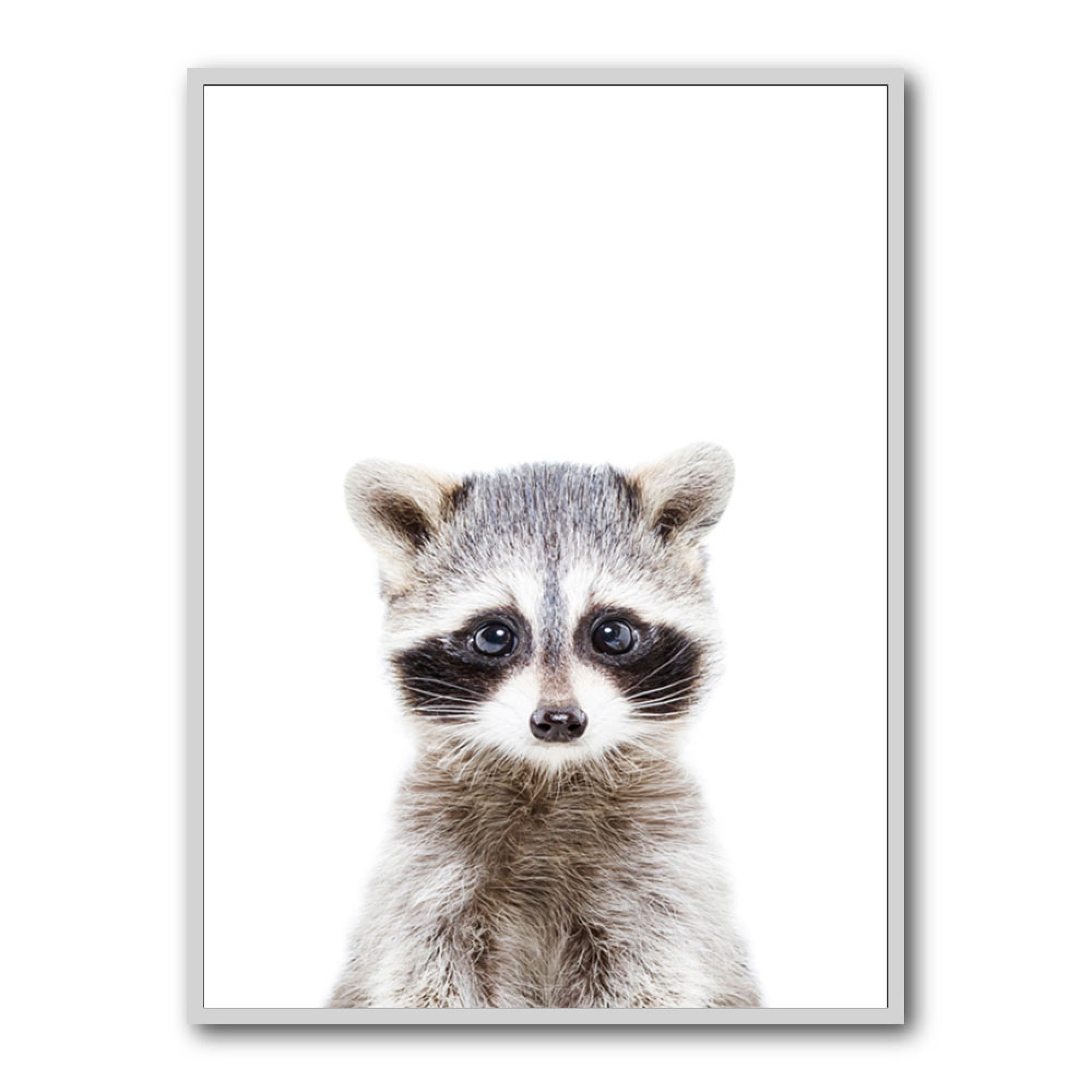 Baby Racoon Wall Art