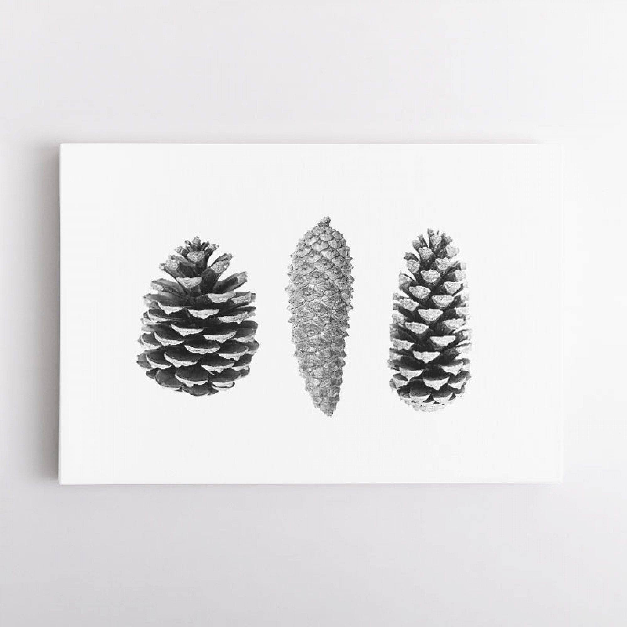 Pine Cone Study Wall Art