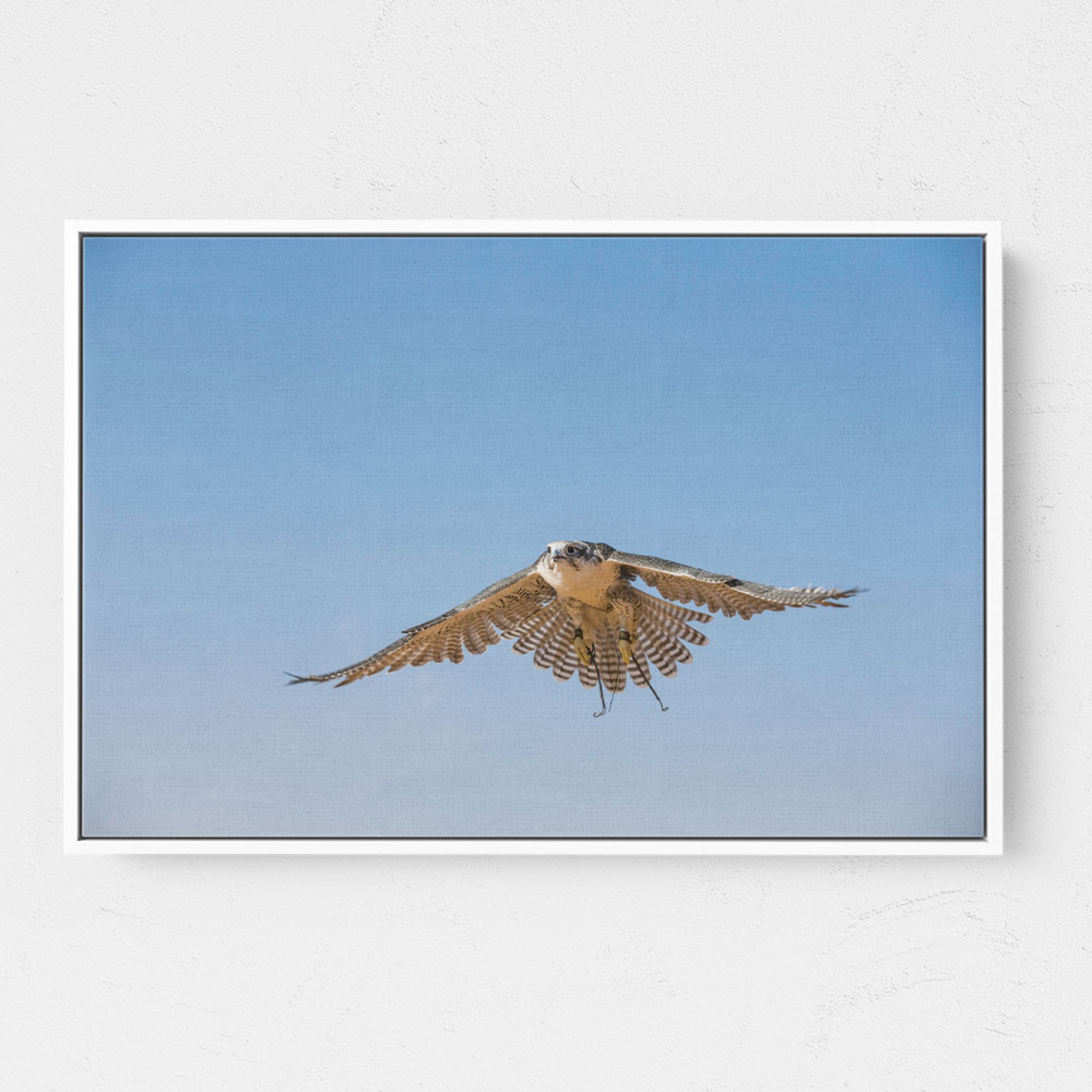 Peregrine Falcon Wall Art