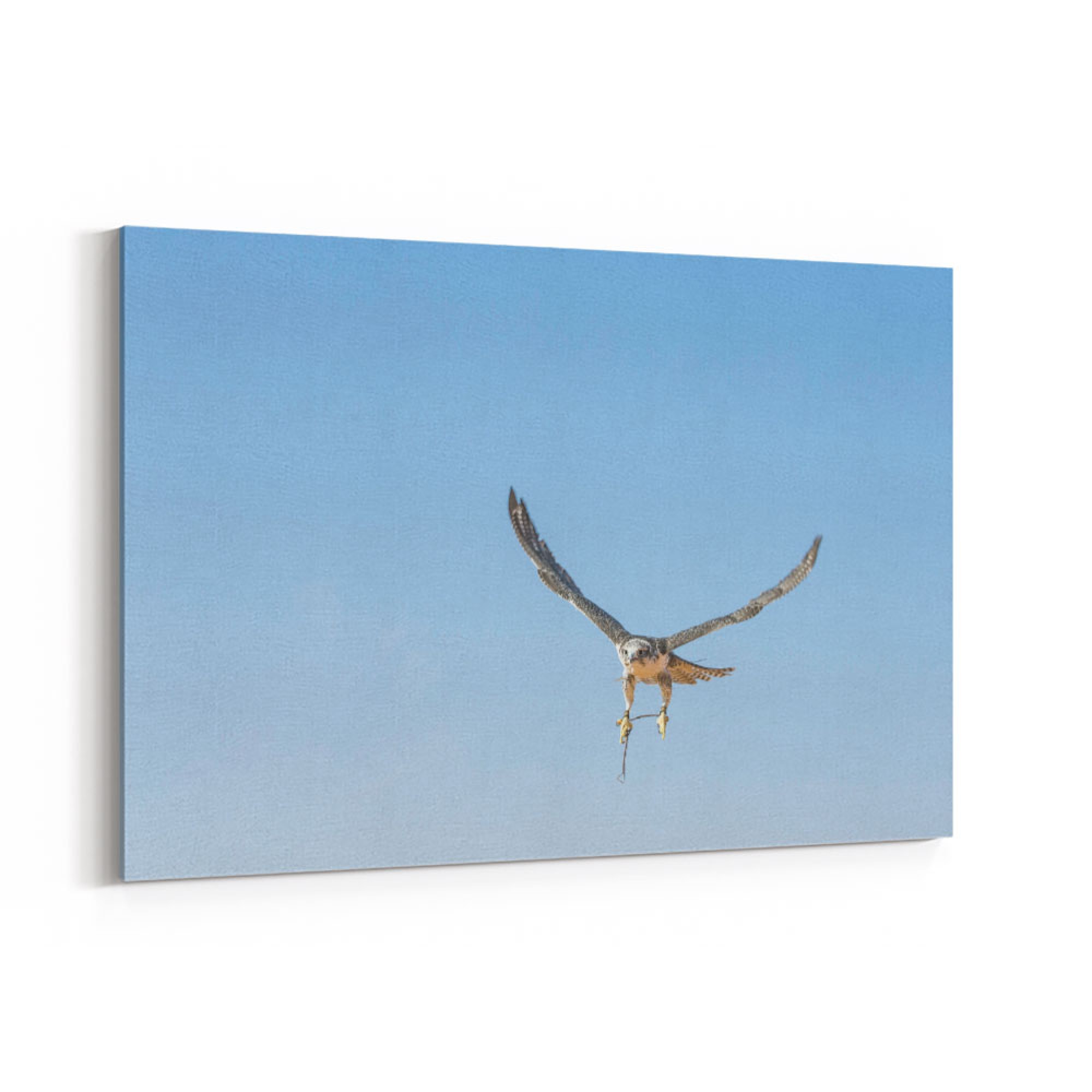 White Falcon Wall Art