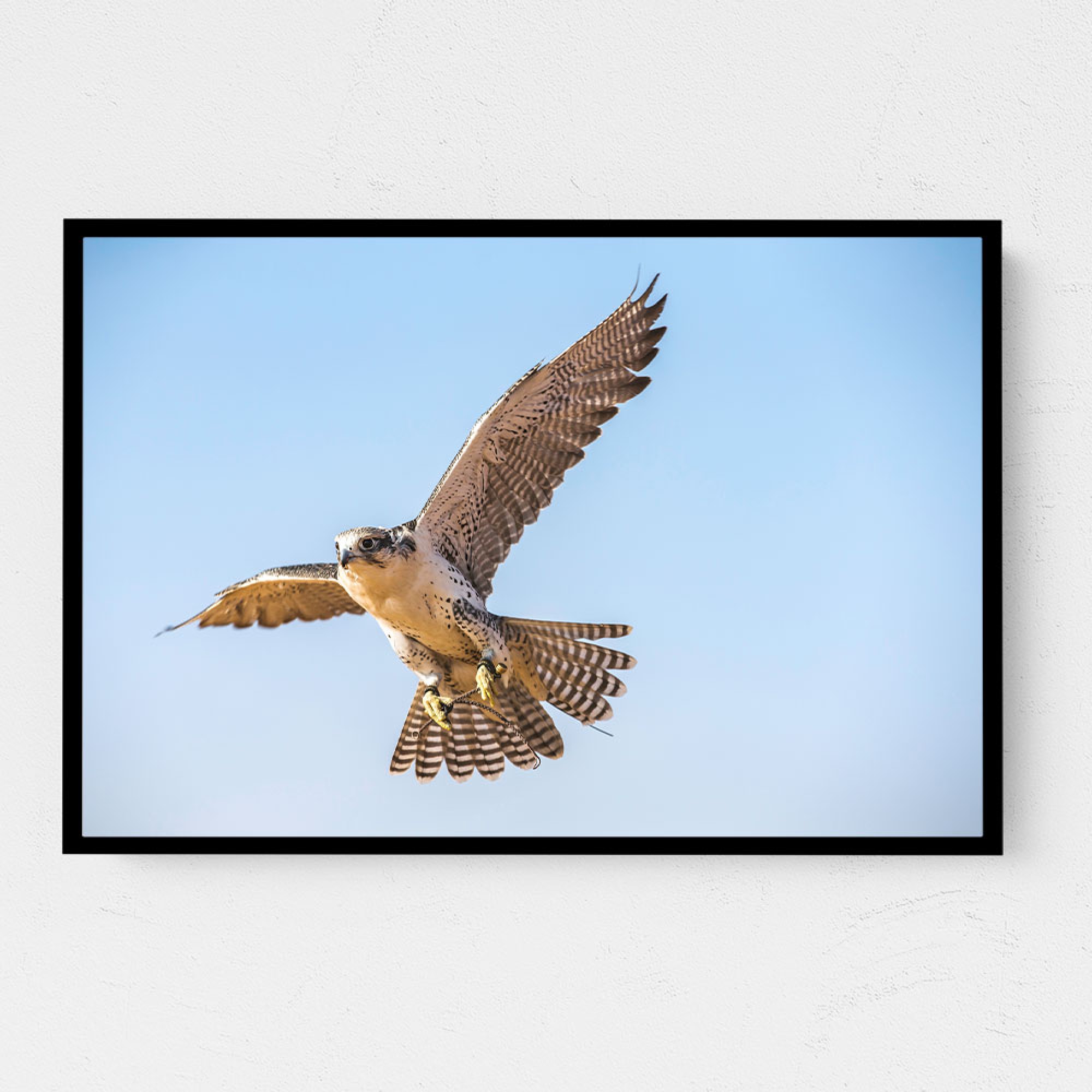 Falcon In The Sky Wall Art