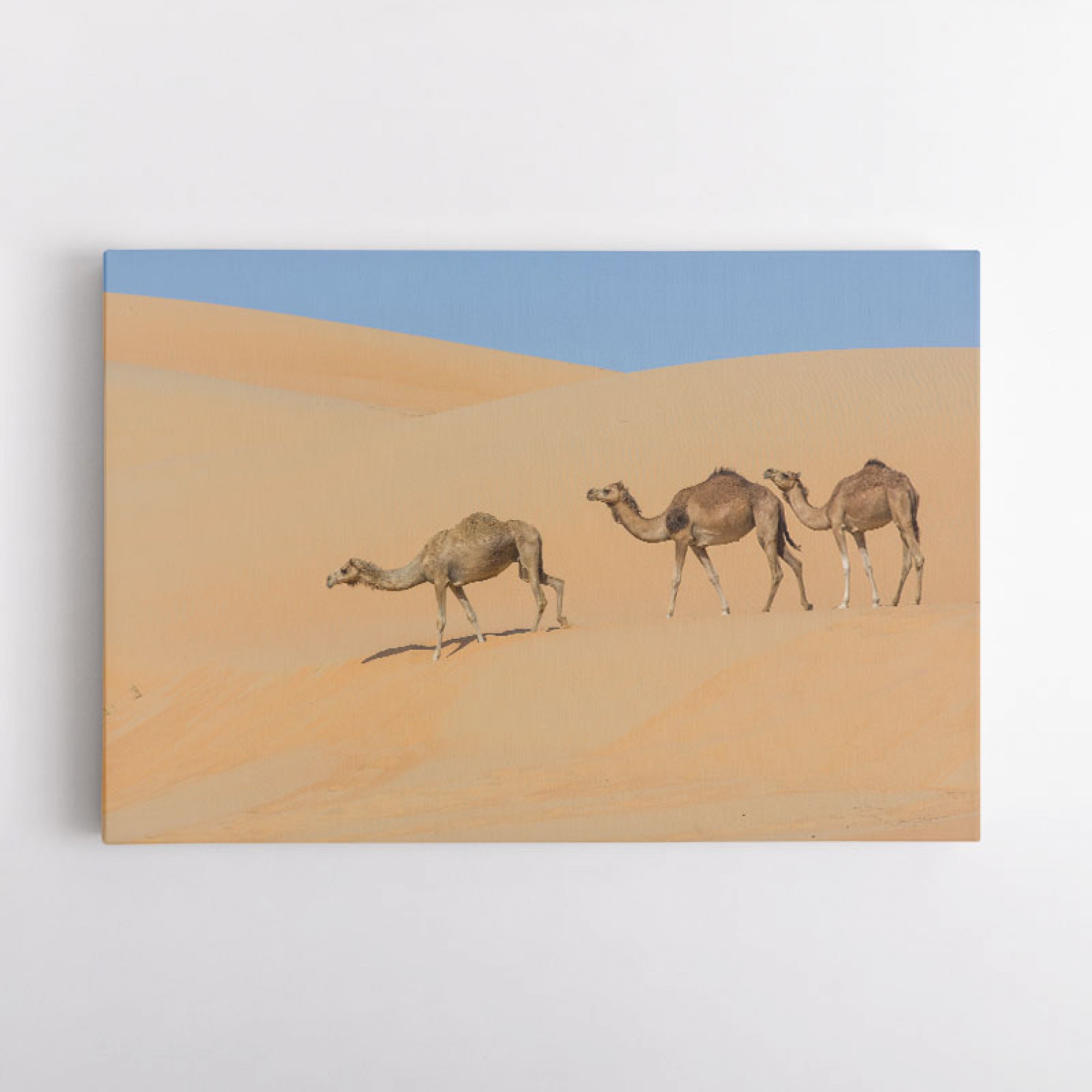 Three Camels Wall Art