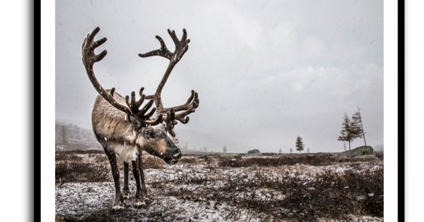 Rudolf in a Snowstorm Wall Art