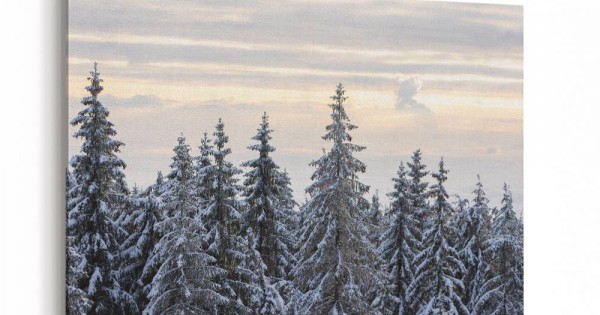 Snow Covered Trees 8 Wall Art