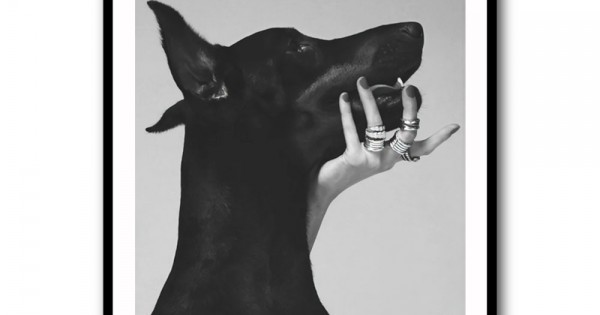 Prada Doberman